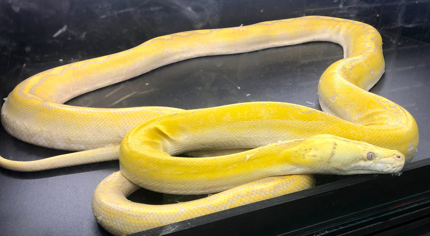 Lavender Golden Child Reticulated Python by HurQleys Herps - MorphMarket