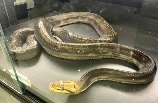 Golden Child Het Purple Reticulated Python by HurQleys Herps
