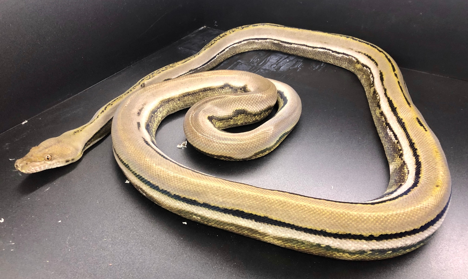 Sunfire Genetic Stripe 2015MSFGS Reticulated Python by HurQleys Herps ...