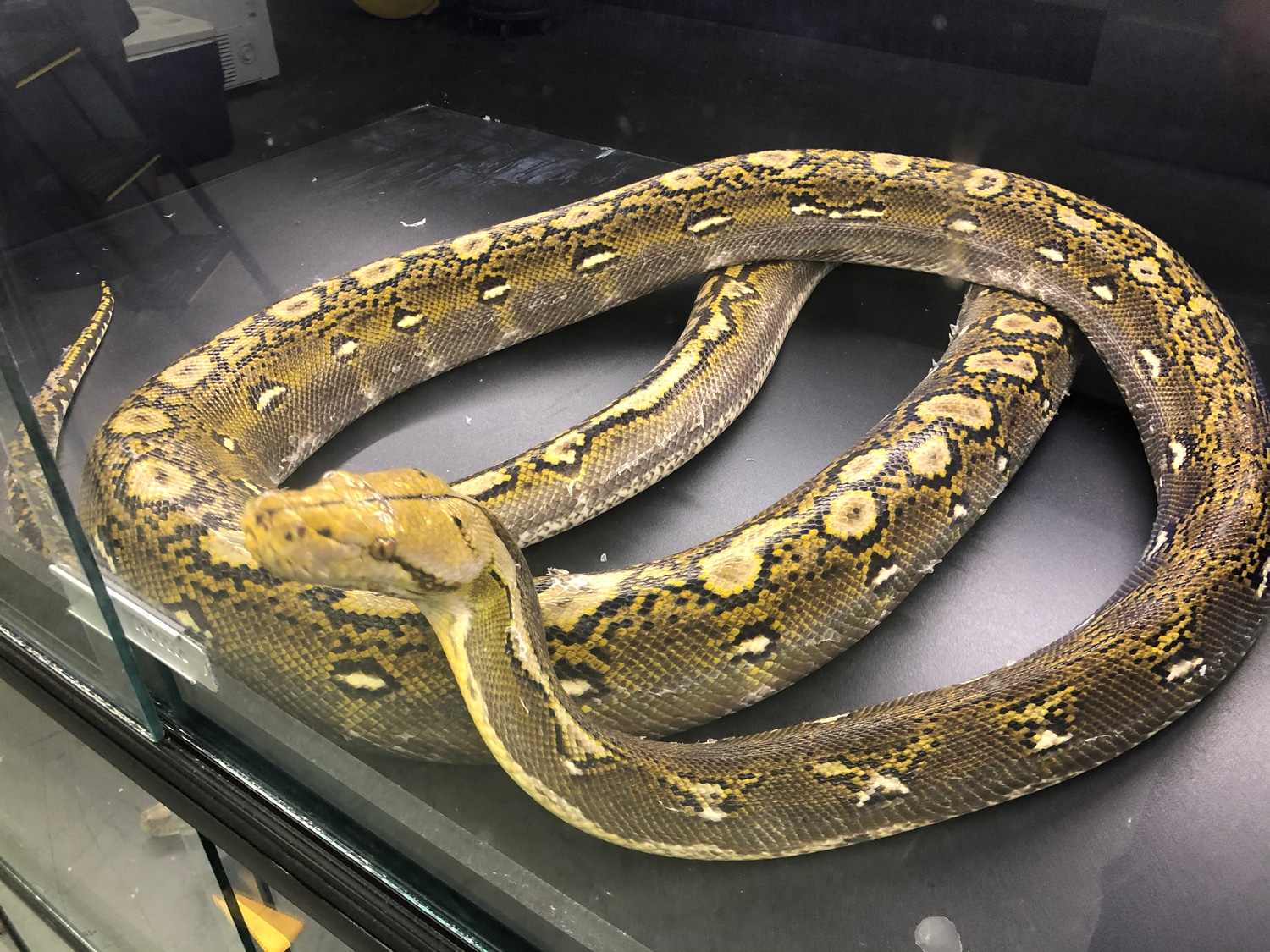 Phantom Reticulated Python by HurQleys Herps - MorphMarket