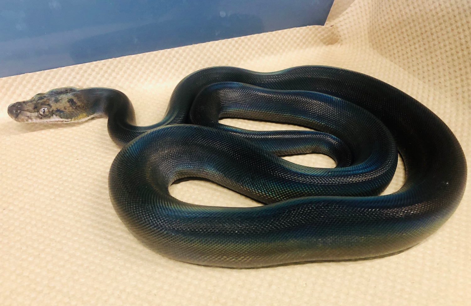 Black Golden Child Motley Het Albino F190609-406 Reticulated Python by ...