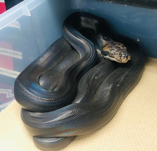 Black Motley Golden Child Het Mochino Pos Het Albino F190604-301 ...