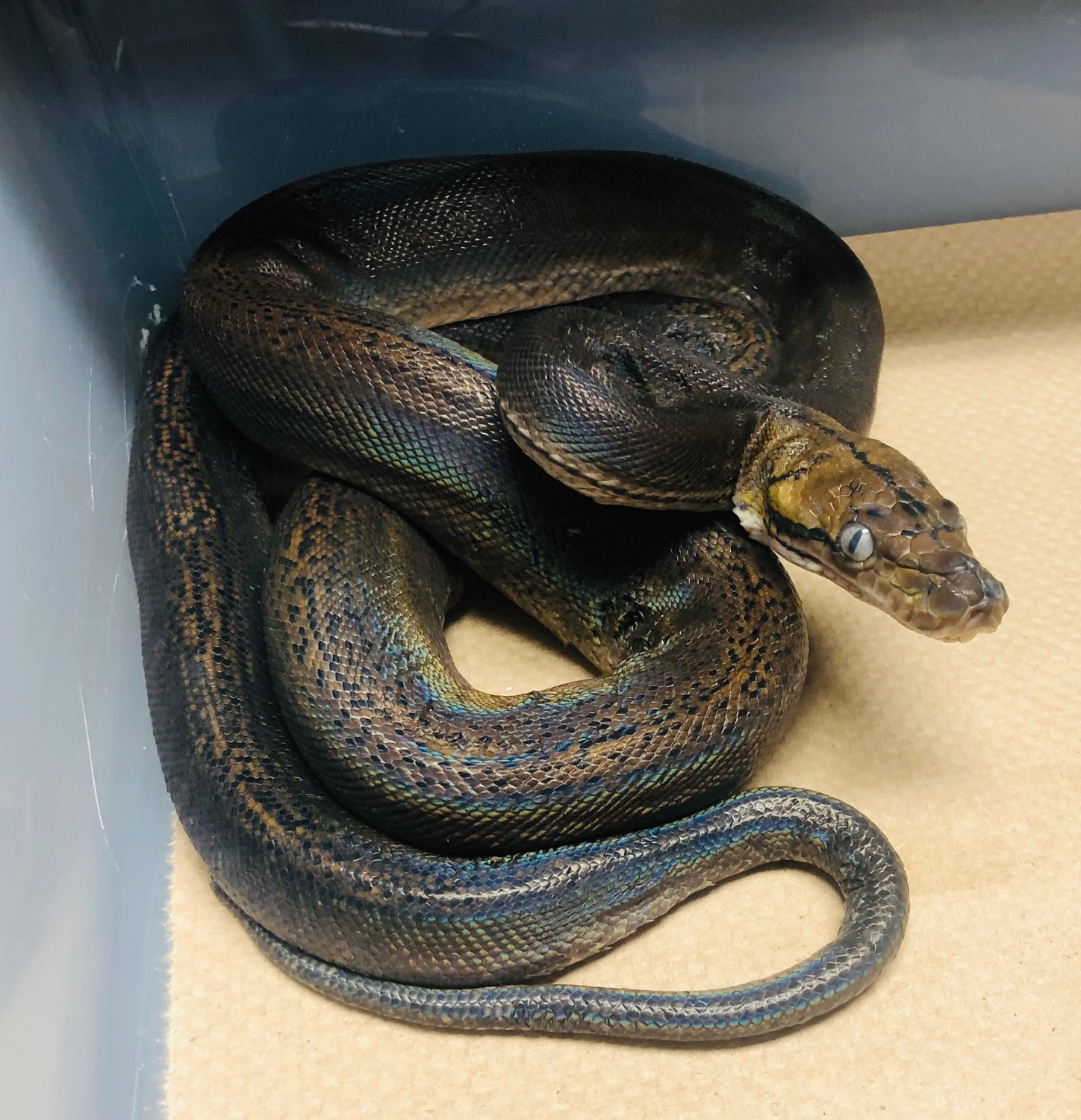 Golden Child 25% Dwarf Het Anery Poss Het Albino M190525-213 ...