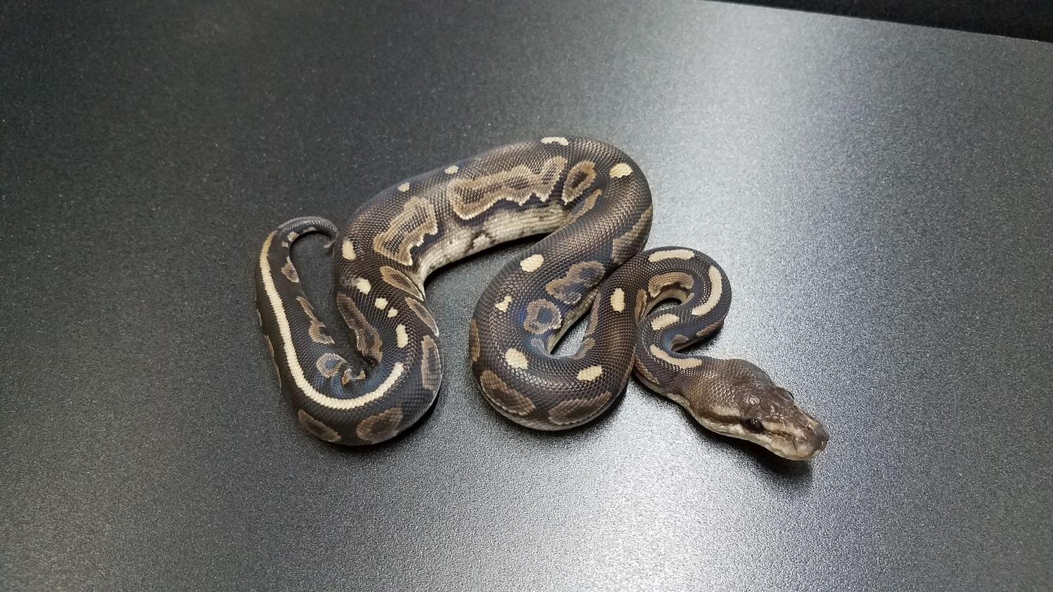 Sable Cinnamon Het Hypo Ball Python by HurQleys Herps - MorphMarket
