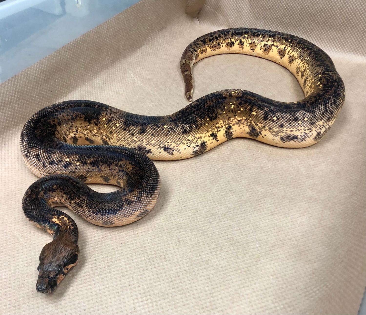 Super Hypo Leopard 180626-100F Boa Constrictor by HurQleys Herps ...