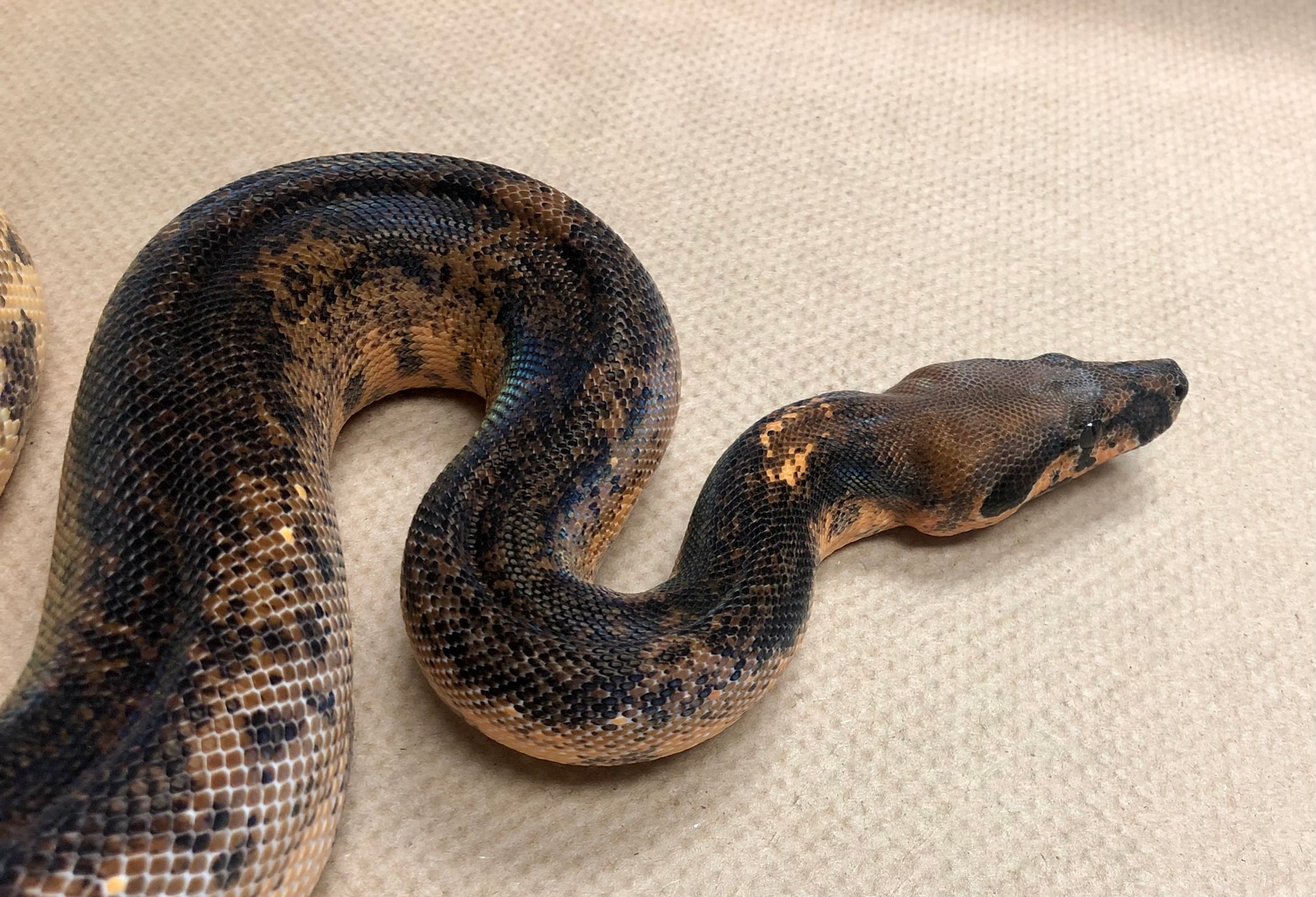 Super Hypo Leopard 180626-100F Boa Constrictor by HurQleys Herps ...