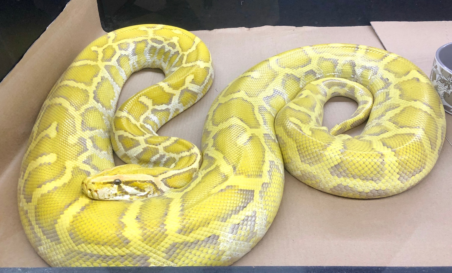 2013 Female Caramel PET ONLY Burmese Python by HurQleys Herps - MorphMarket