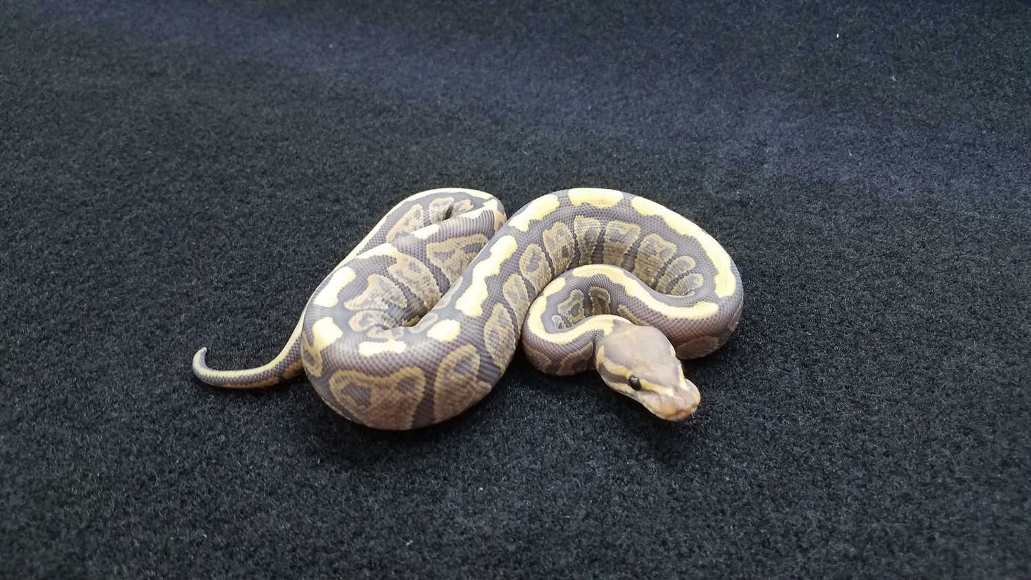 Hypo Sable Ball Python by HurQleys Herps - MorphMarket