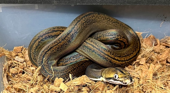 Goldenchild Tiger 66% Het Purple Albino 50% Mocha 2022-709M Reticulated ...