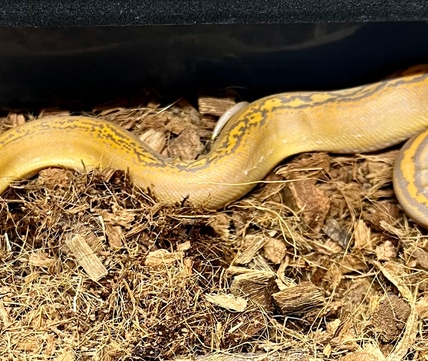 Black Motley Golden Child Het Anery 50% Purple Albino 25% Jampea Dwarf ...