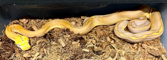Purple Albino Goldenchild 50% Het Pied Reticulated Python by HurQleys Herps