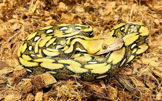 Tiger 50% Het Mocha 66% Het Purple Albino Reticulated Python by ...