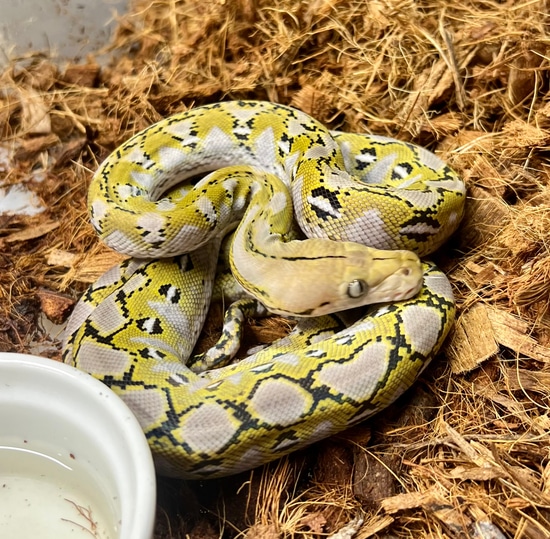 Platinum Het Anery 25% Jampea Dwarf 50% Het Purple Albino 2022-107M ...