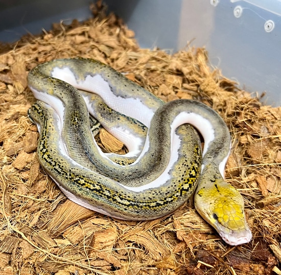 Pied Probably Tiger Het Albino Reticulated Python by HurQleys Herps