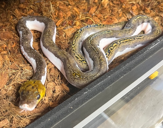 Pied Het Albino 2022-406F Reticulated Python by HurQleys Herps