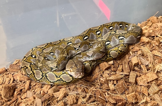 Normal Het Anery 50% Het Purple 25% Jampea Dwarf 2022-109M Reticulated ...