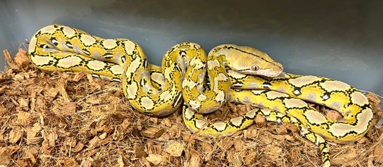 Platinum Het Anery 50% Purple 25% Jampea Dwarf 2022-111F Reticulated ...