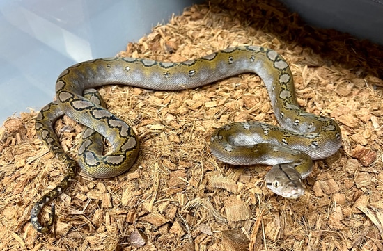 Motley Het Anery 50% Purple 25% Jampea Dwarf 2022-101F Reticulated ...