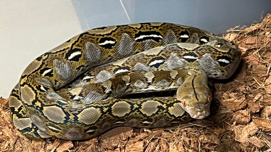 Normal Het Anery 50% Purple 25% Jampea Dwarf 2022-110F Reticulated ...