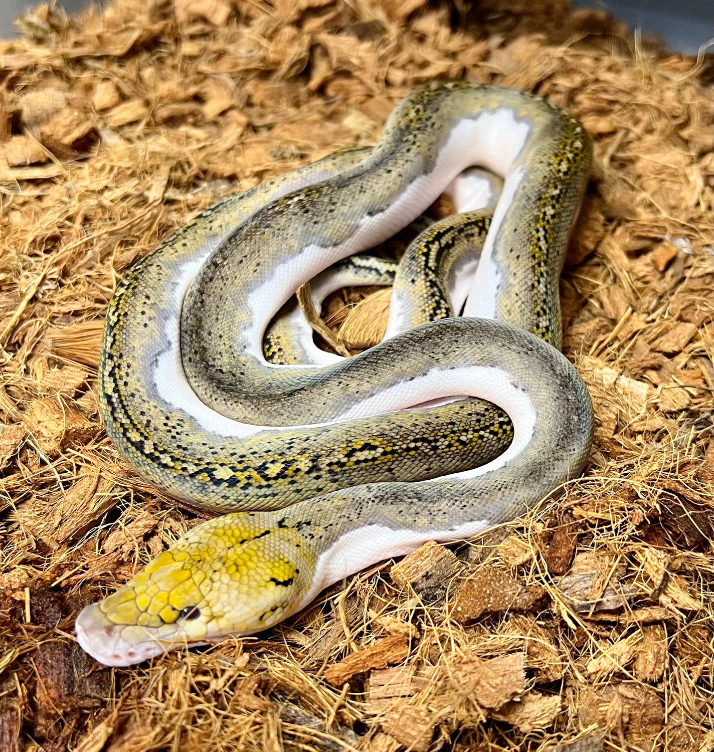 Pied Probably Tiger Het Albino 2022-407F Reticulated Python by HurQleys ...
