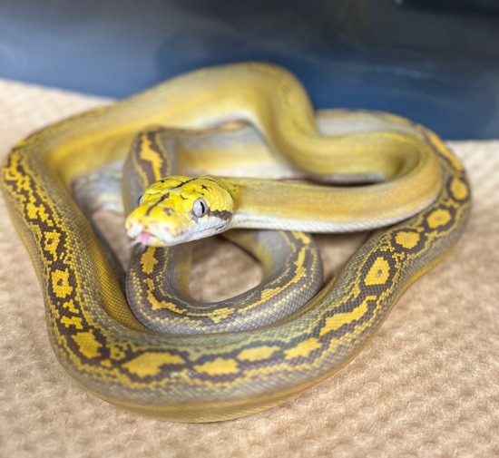 Orange Glow Golden Child Het Pied 2022-401F Reticulated Python by ...