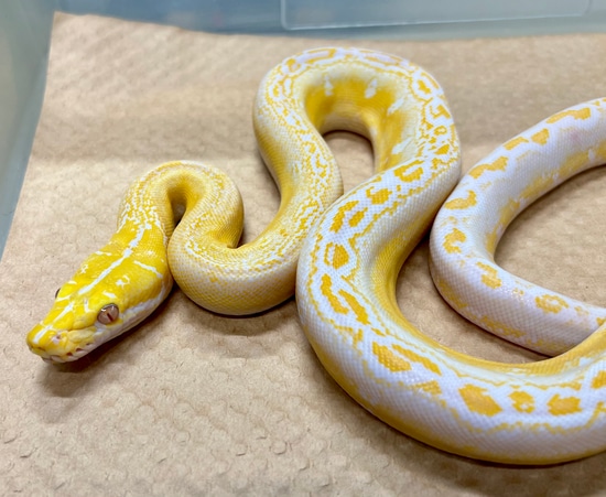 White Albino Golden Child Het Pied 2022-404M Reticulated Python by ...