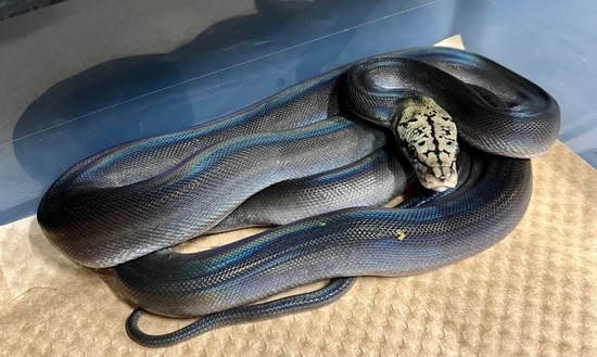 Black Motley Golden Child Het Anery 50% Purple Albino 25% Jampea Dwarf ...