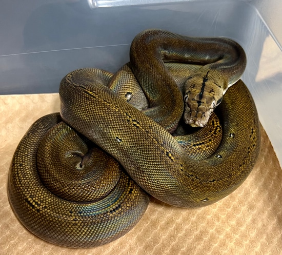 Golden Child Het Anery 50% Het Purple Snow 25% Jampea Dwarf 2022-208M ...