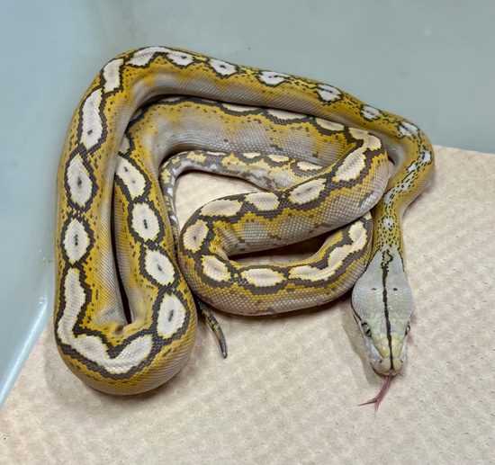 Mochino Motley 2022-705M Reticulated Python by HurQleys Herps
