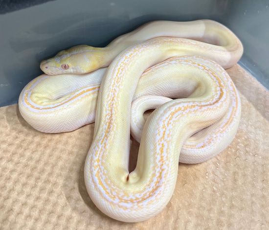 Albino Motley Golden Child Tiger 2022-703M Reticulated Python by ...