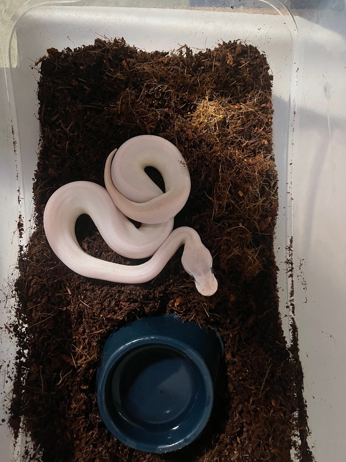 Banana Phantom Mojave Ball Python by ORD3R66 Ball Pythons - MorphMarket