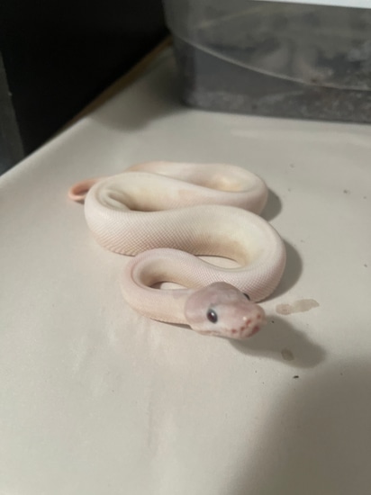 Banana Mojave Phantom Ball Python by ORD3R66 Ball Pythons