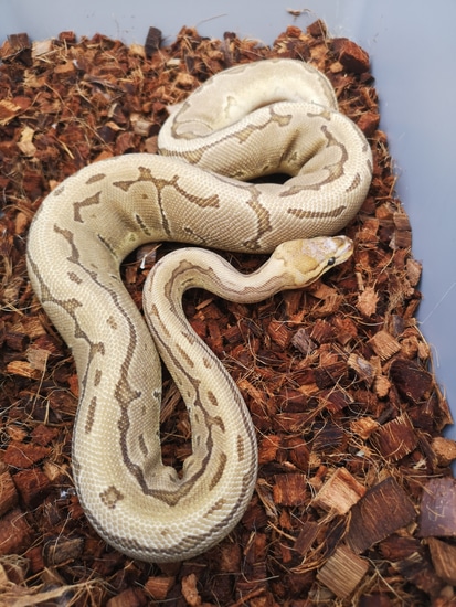 Sub Adult Female - Scaleless Head Pinstripe Ball Python by Huz Hognose