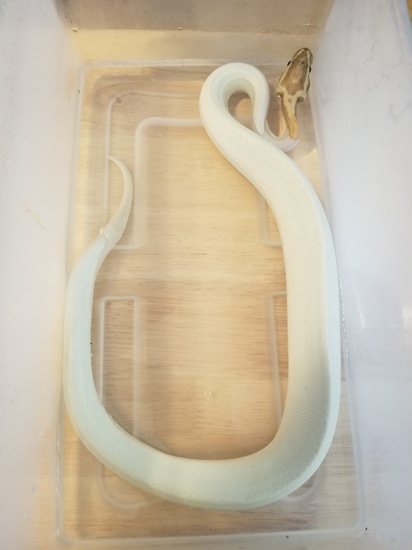 Banana Pied High White Ball Python by HVHerps