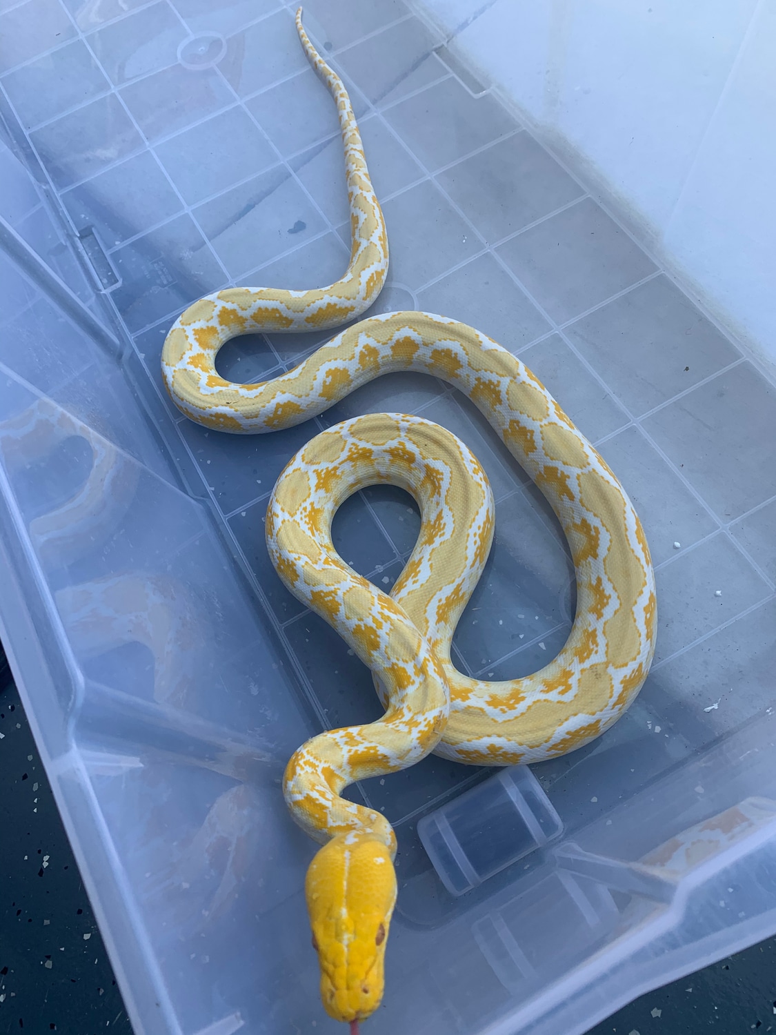 White Albino 66%Het Rainbow Reticulated Python by TC Snakes - MorphMarket