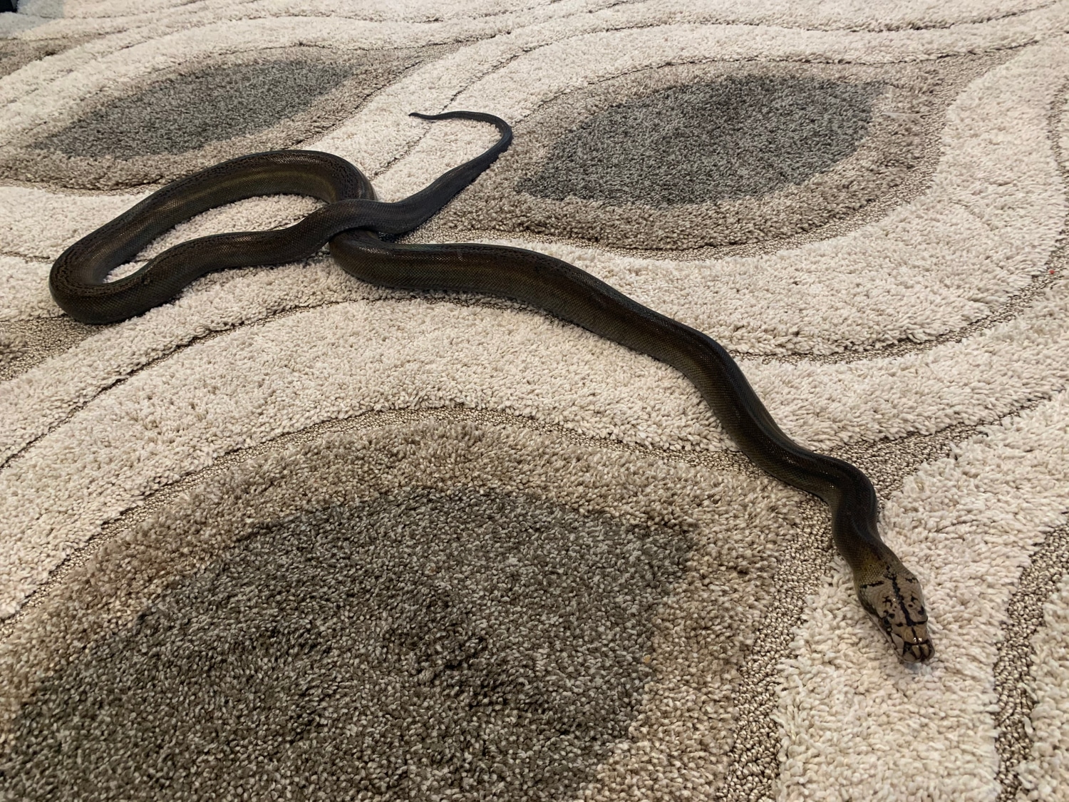 Motley Golden Child 100% Het Purple Reticulated Python by TC Snakes ...