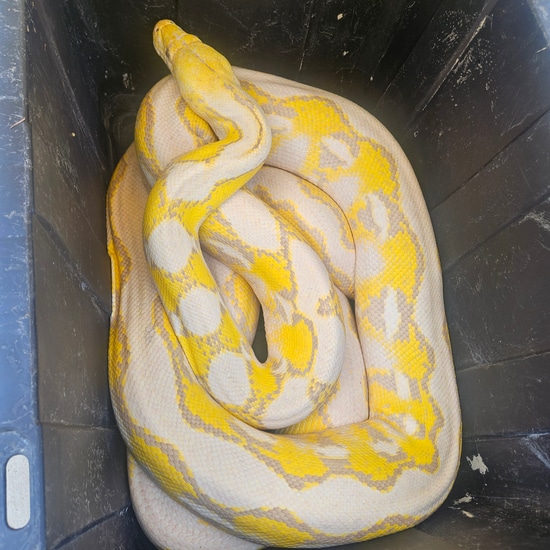 Lavender Albino Platinum Reticulated Python by TC Snakes