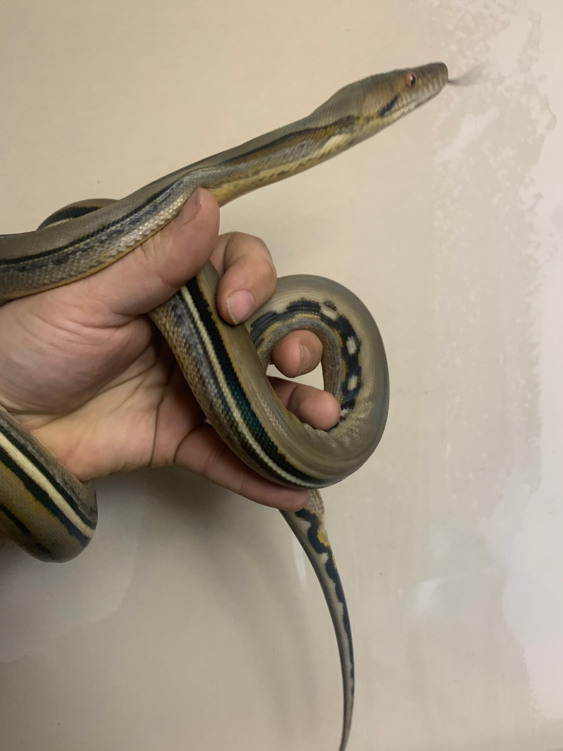 Genetic Stripe Reticulated Python by Hardway Reptiles and feeders ...