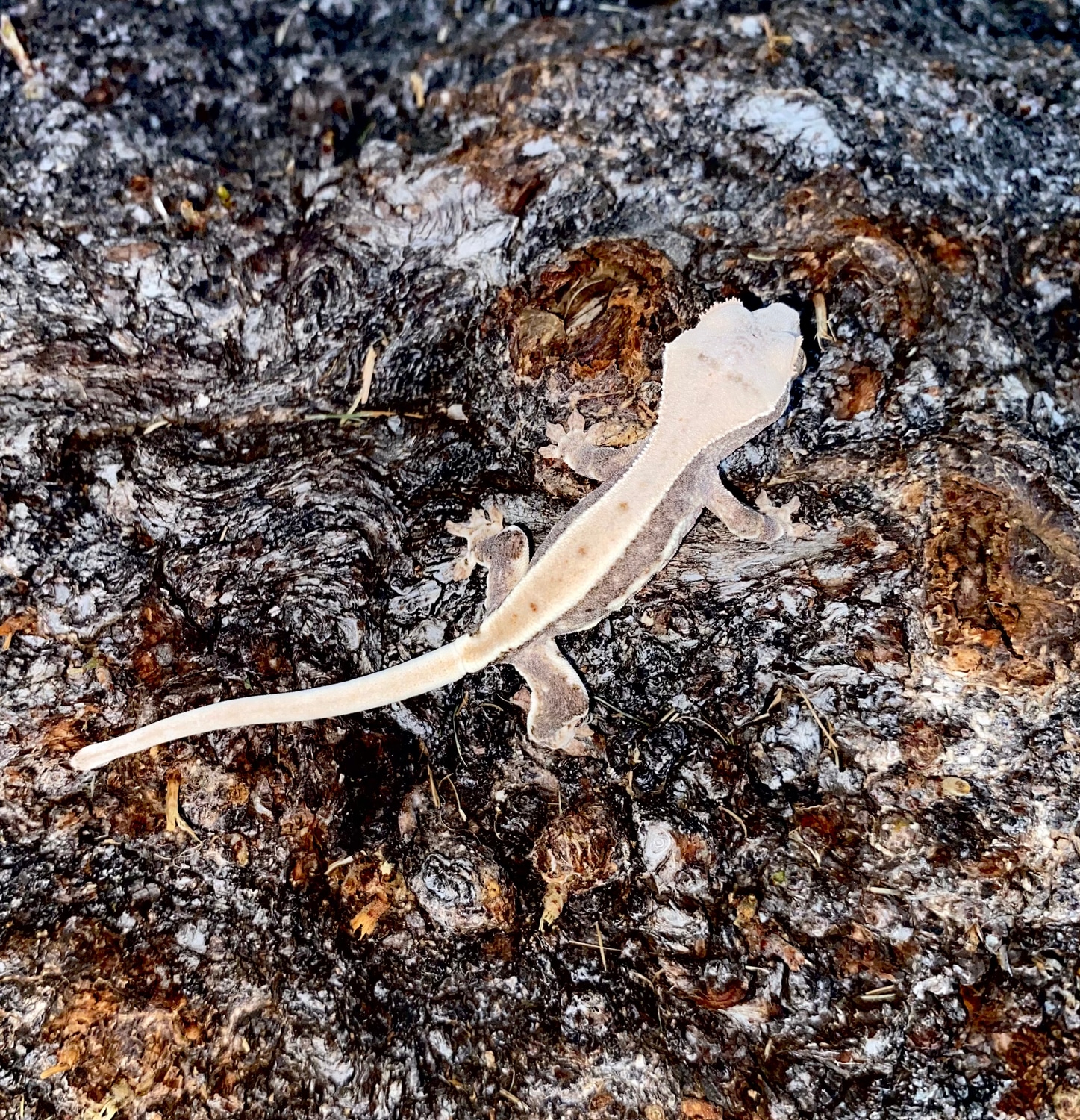 Partial Pin Lilly White Crested Gecko by Hybrid Geckos - MorphMarket