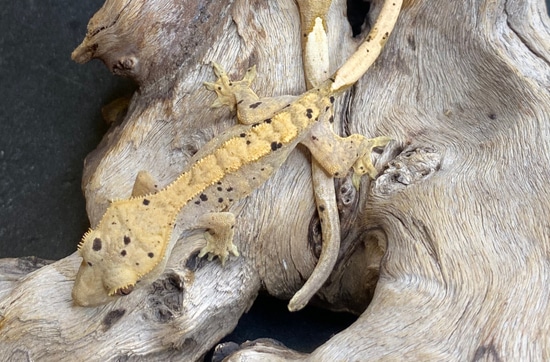 Harlequin Ink Spot Dal Crested Gecko by Hybrid Geckos