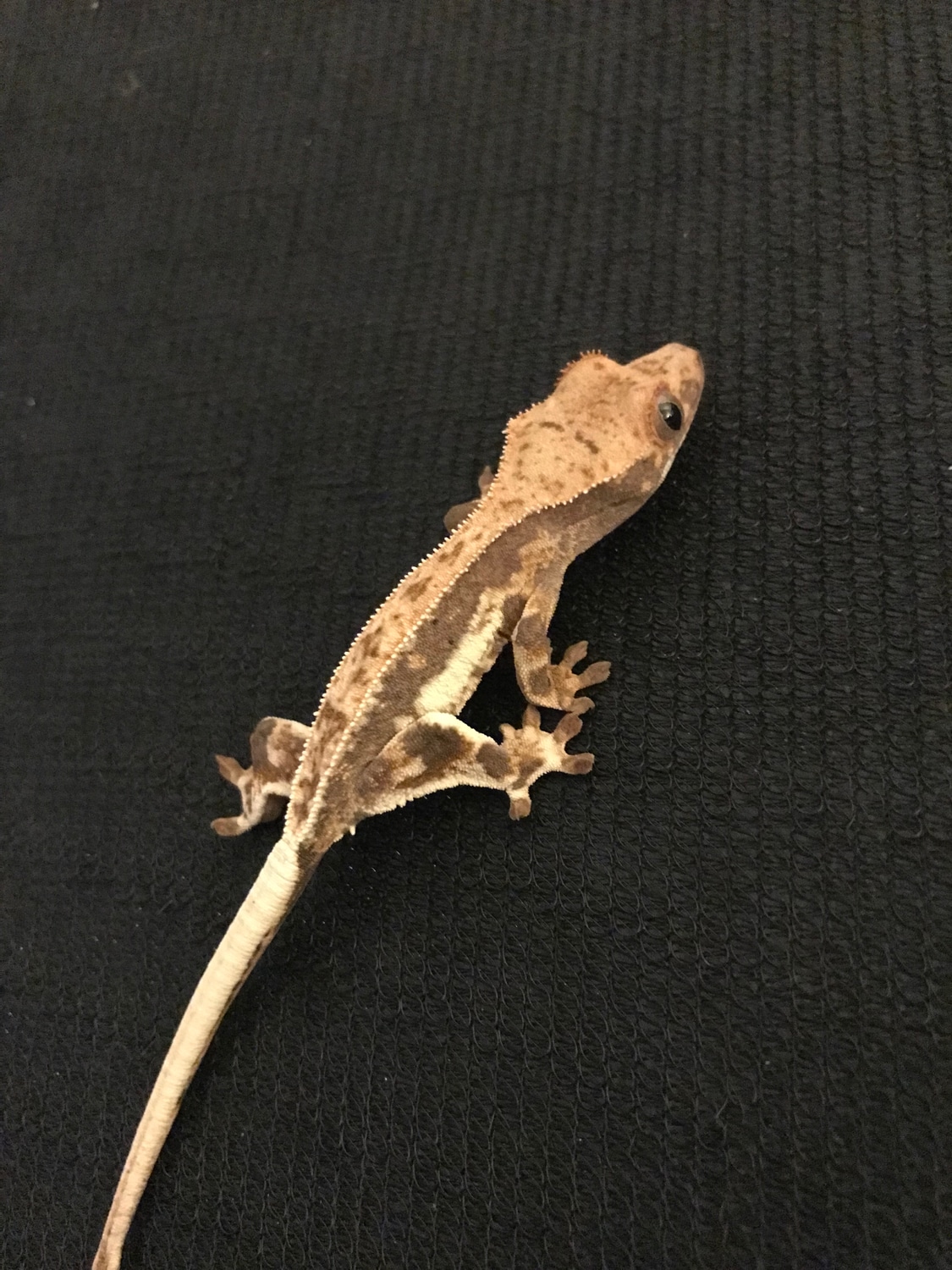 Lilly White Crested Gecko by Hybrid Geckos - MorphMarket