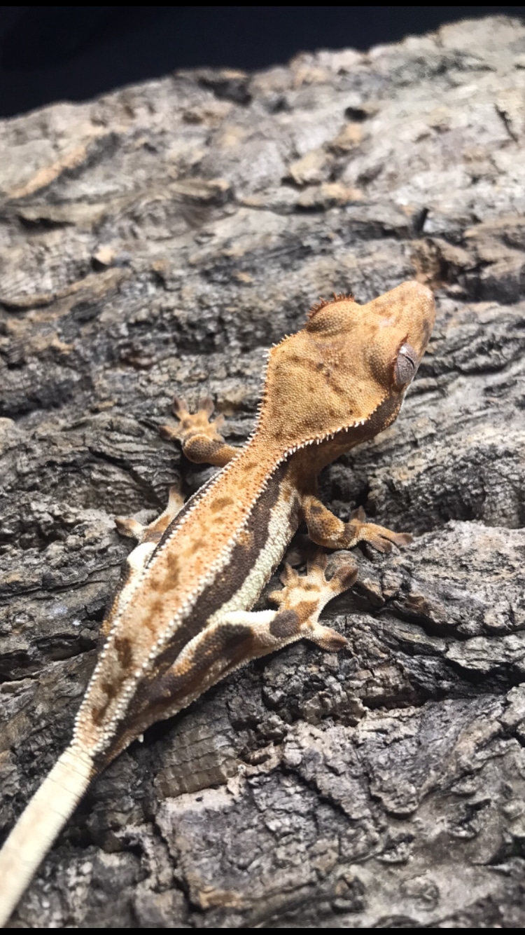 Lilly White Crested Gecko by Hybrid Geckos - MorphMarket