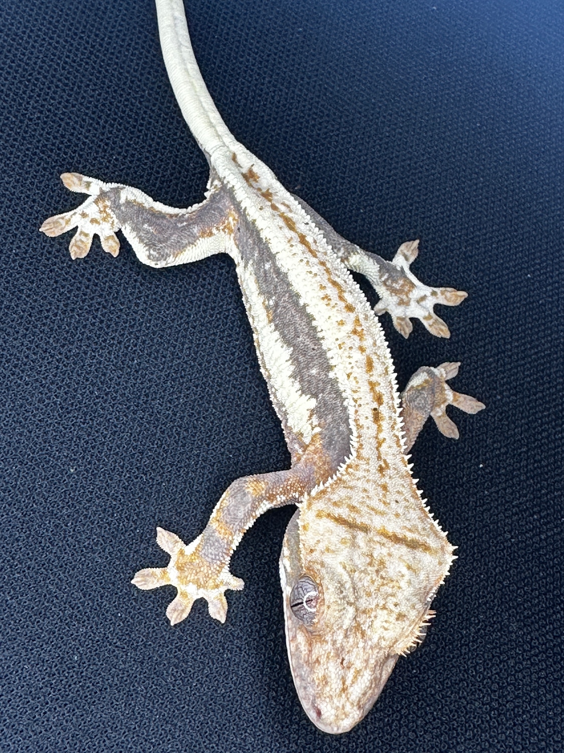 Unsexed Lily White Crested Gecko by Hybrid Geckos - MorphMarket