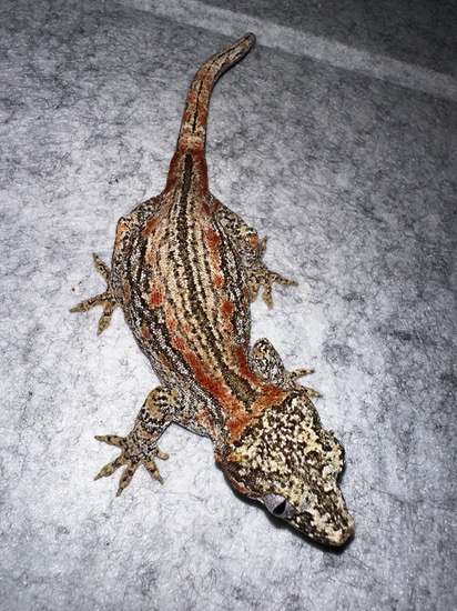 Red Proven White Black Base Gargoyle Gecko by Hybrid Geckos