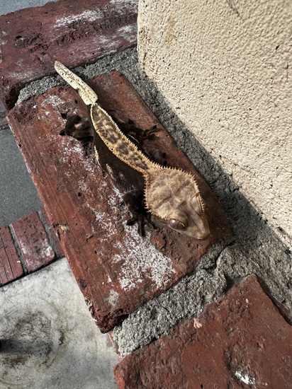 Softscale Empty Back Crested Gecko by Hybrid Geckos