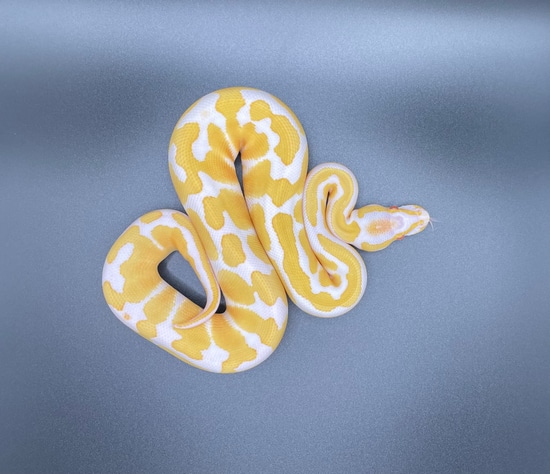 Albino (Possible Yellowbelly) High Contrast Ball Python by Ruby Exotic Pets