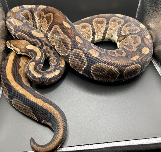 Sable Female 2500g Proven Ball Python by Ruby Exotic Pets