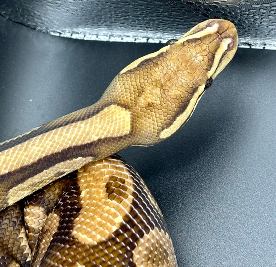 Fire Specter Ball Python 1200g Male by Ruby Exotic Pets