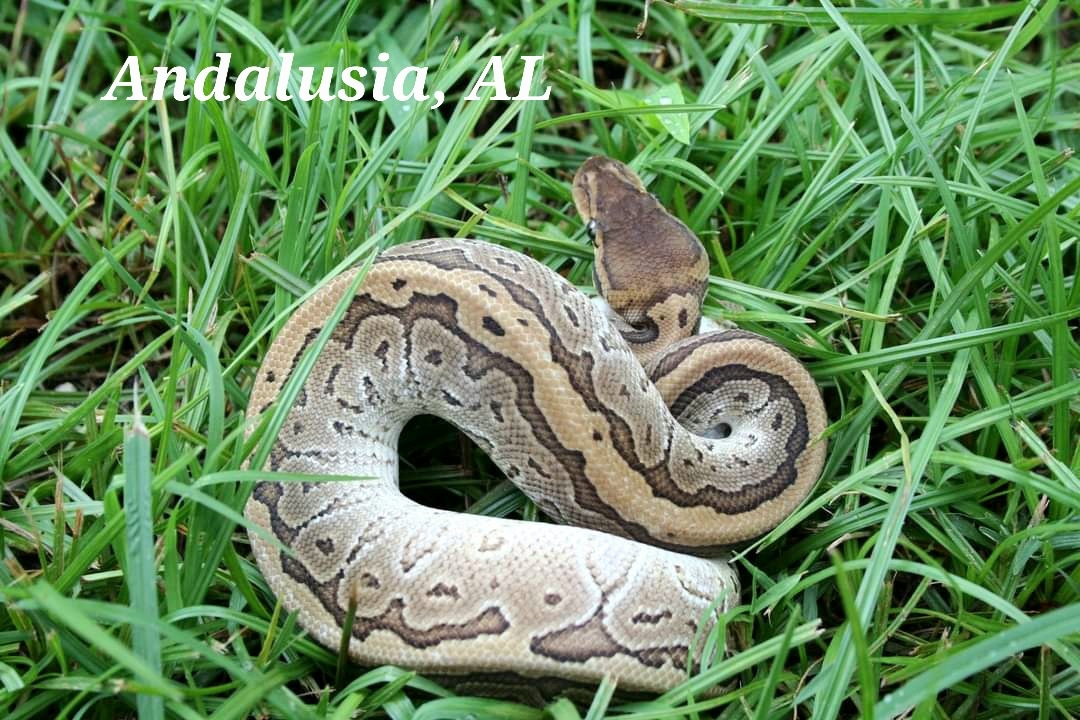 Jigsaw Ball Python by HydeAway Snakes - MorphMarket