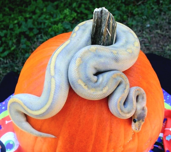 Enchi Champagne Hypo Ball Python by HydeAway Snakes